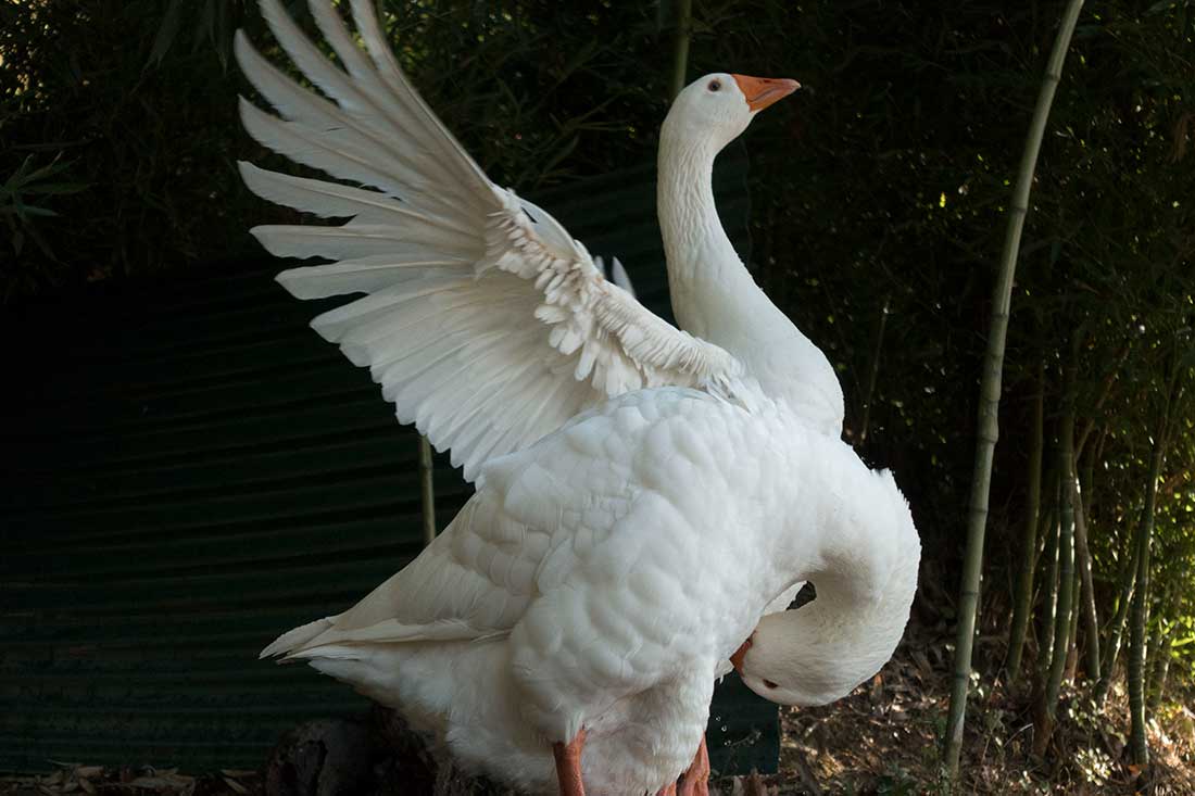 ANNA-OKA, UNA CREATURA DAVVERO SPECIALE - VALDO VACCARO