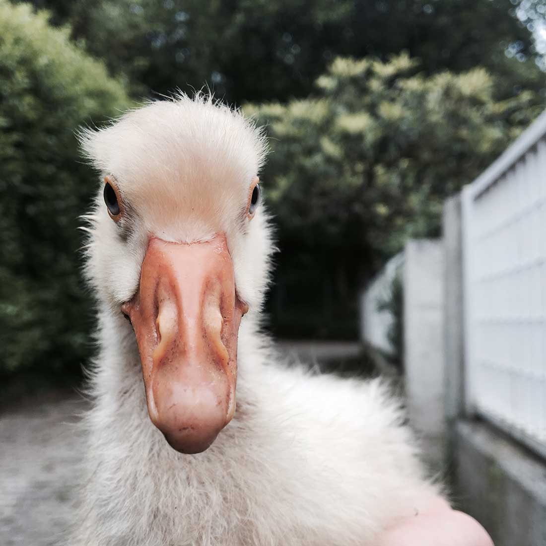 ANNA-OKA, UNA CREATURA DAVVERO SPECIALE - VALDO VACCARO